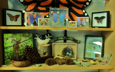 Ms. Mitchell's Kindergarten: Our Nature Shelf