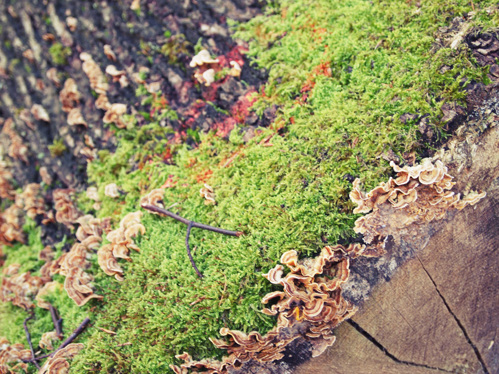 MAY ALL SEASONS BE SWEET TO THEE: Magical False Spring