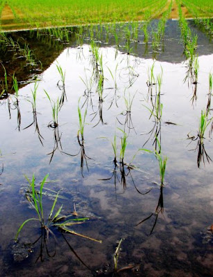 Creating a mini rice paddy - landscaping tips? - Aquatic Plants and ...