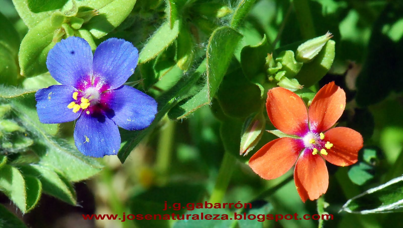 Naturaleza Viva: Anagallis arvensis, L., Fam: Primulaceae