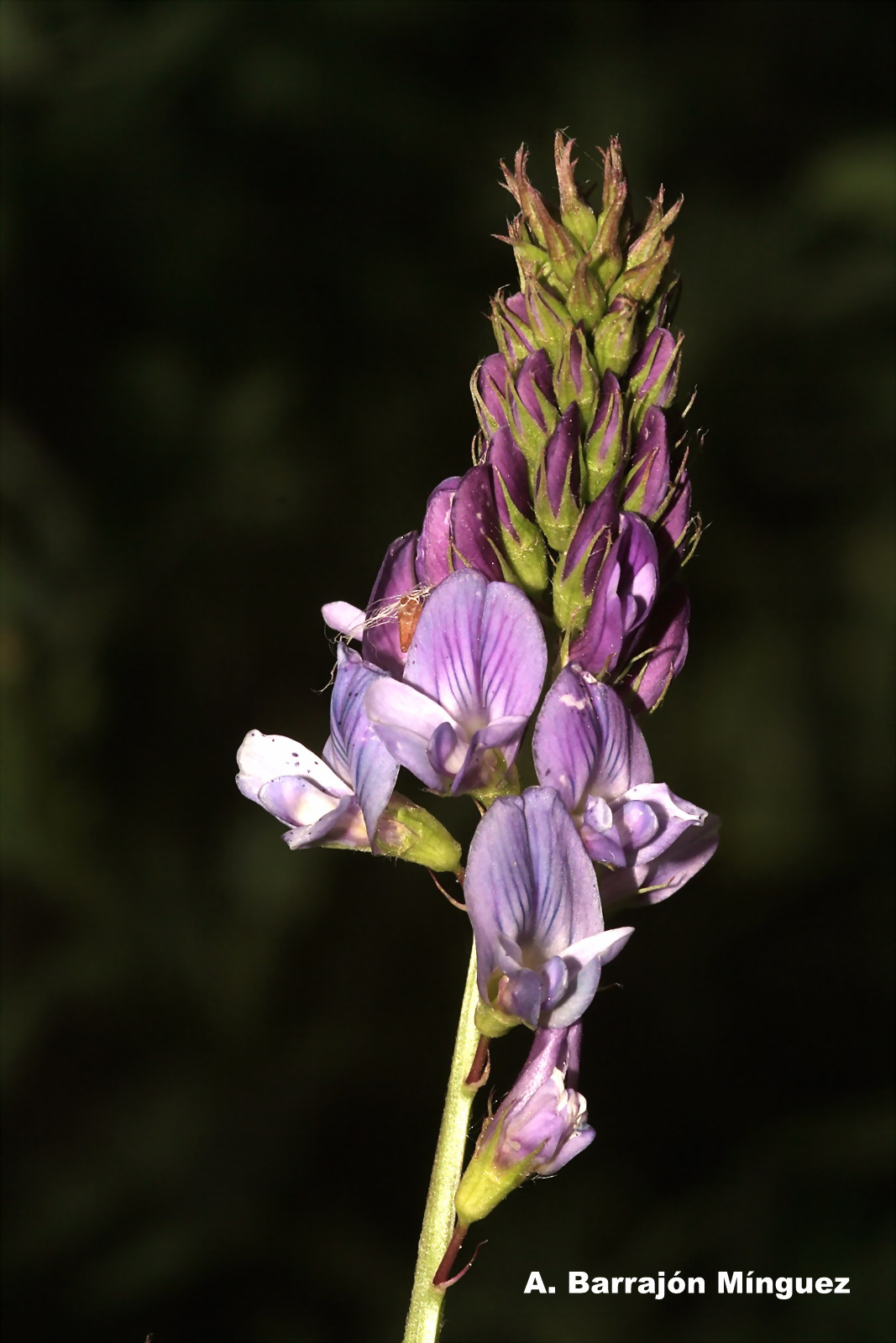 Naturaleza Viva: Medicago sativa L. Fam: Fabaceae