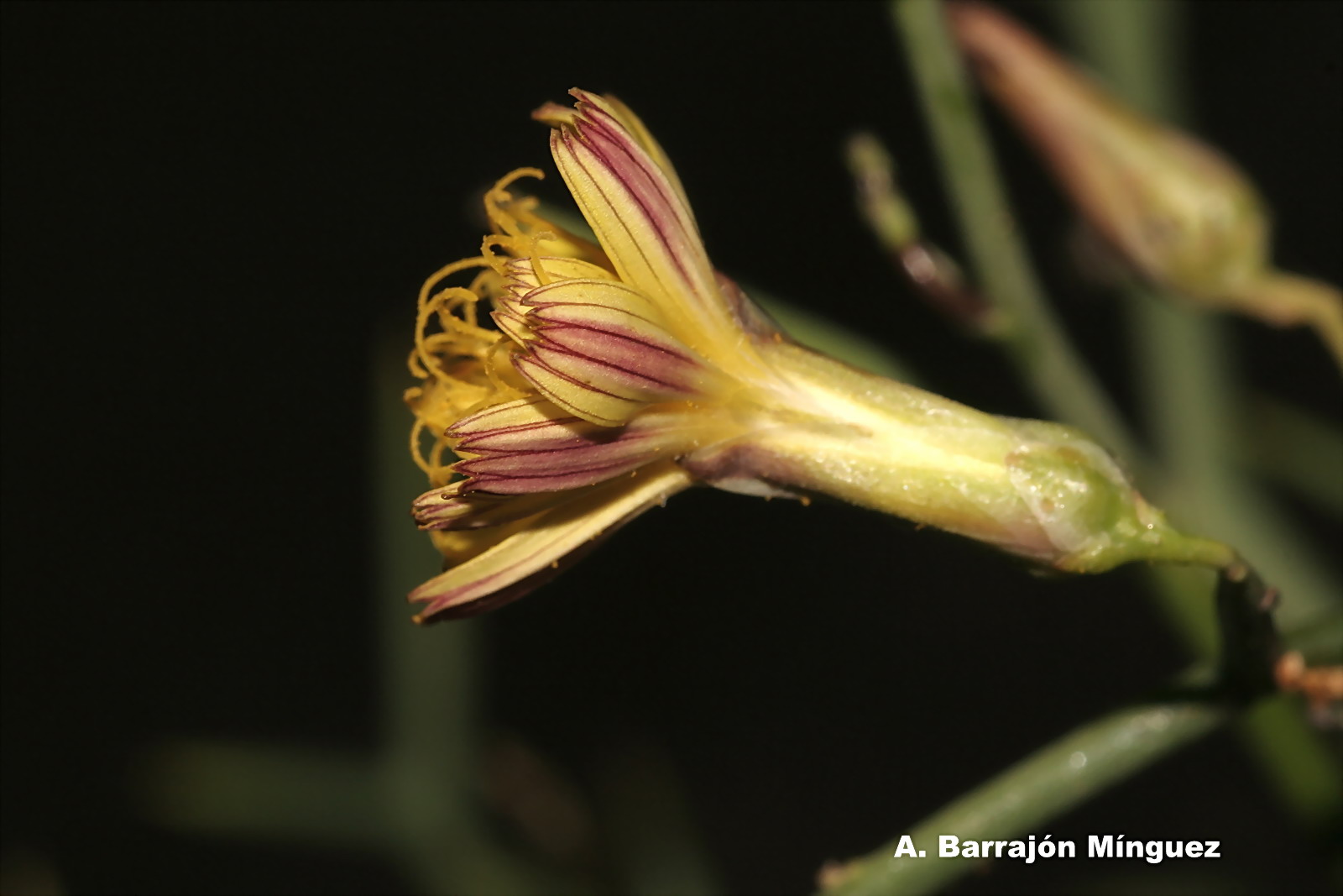 Naturaleza Viva: Launaea arborescens (Batt.) Murb. Fam: Asteraceae