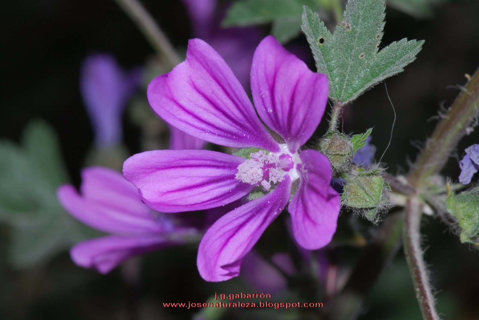 Naturaleza Viva: Malva sylvestris L. Fam: Malvaceae