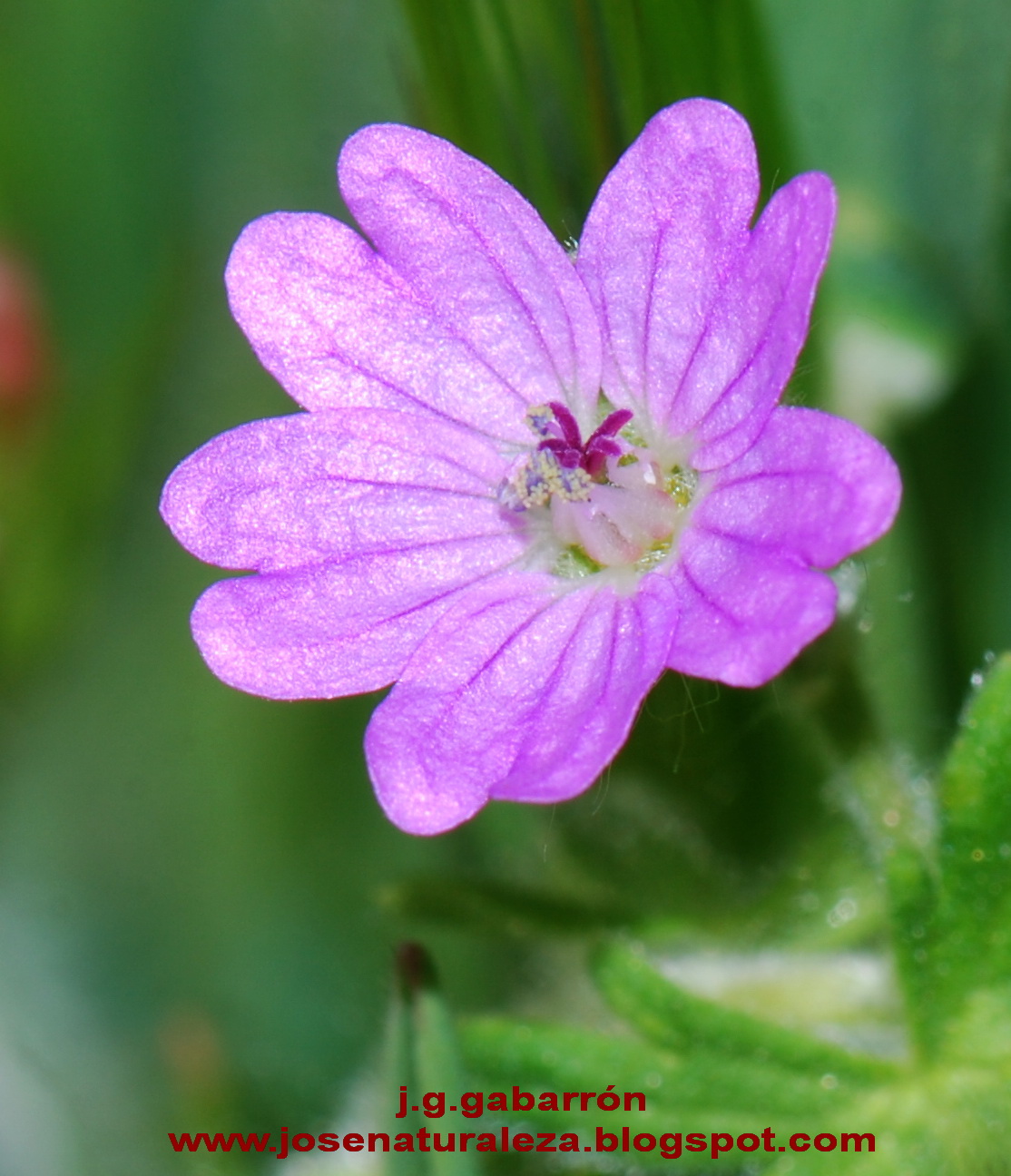 Naturaleza Viva: Geranium molle L. Fam: Geraniaceae