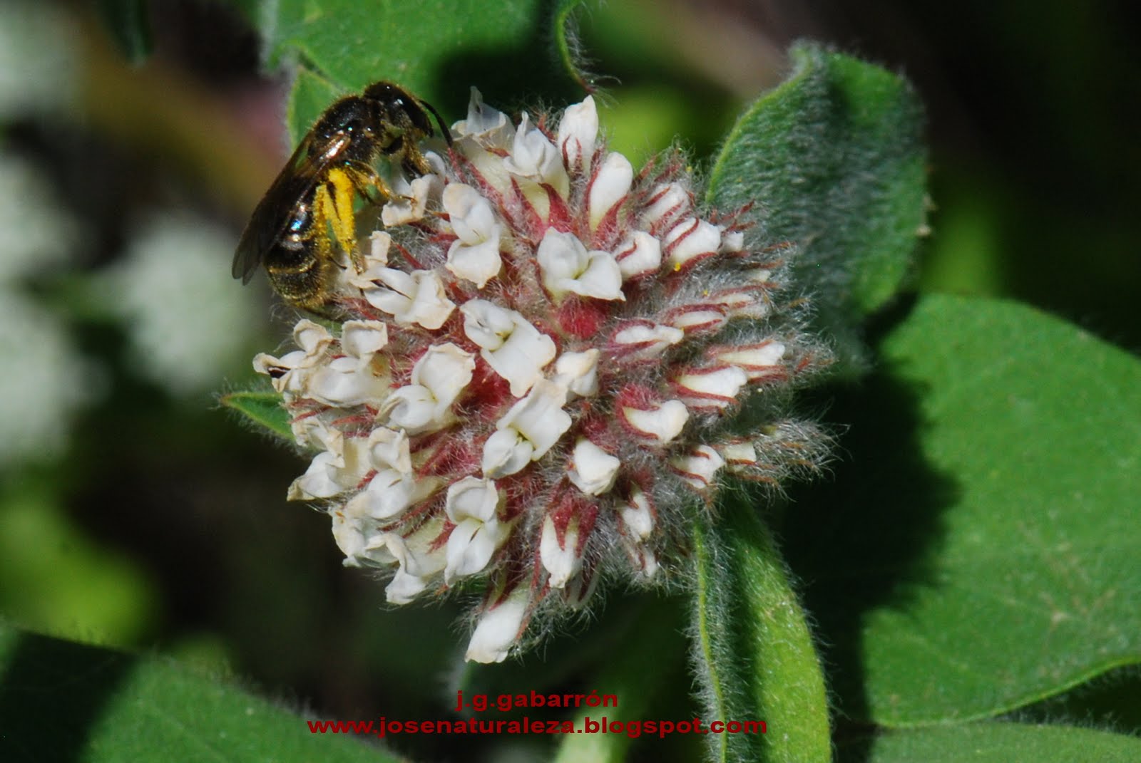 Naturaleza Viva: Dorycnium rectum (L.) Ser. Fam: Fabaceae