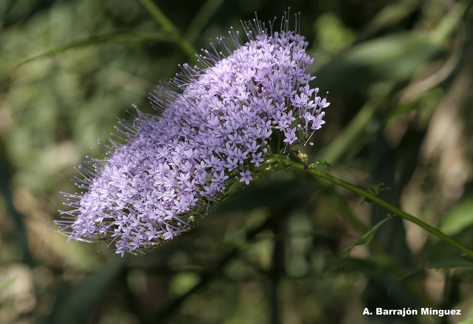 Naturaleza Viva: Trachelium caeruleum L. subsp. caeruleum Fam ...