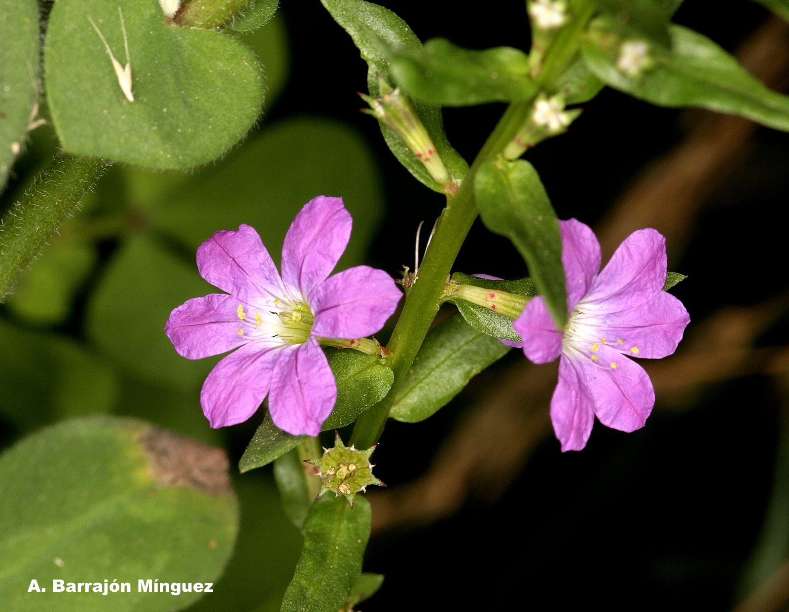 Naturaleza Viva: Lythrum junceum Banks & Sol. fam: Lythraceae