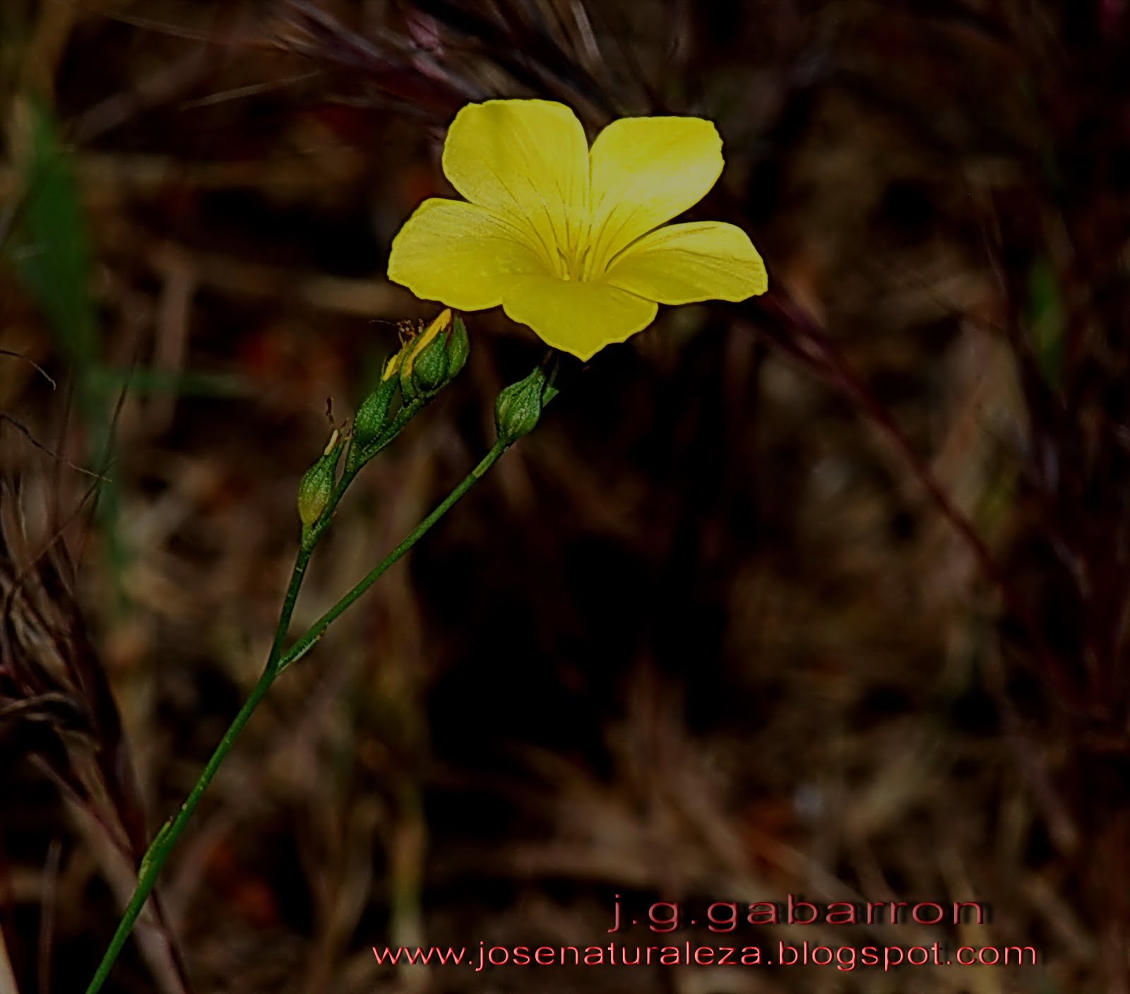 Naturaleza Viva: Linum tenue Desf. Fam: Linaceae