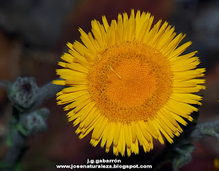 Naturaleza Viva: Pulicaria odora (L.) Rchb. Fam: Asteraceae