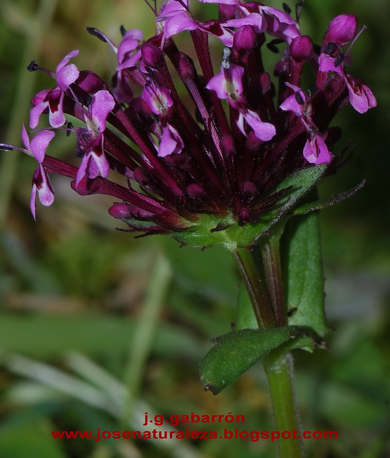 Naturaleza Viva: Fedia cornucopiae (L.) Gaertn. Fam: Valerianaceae