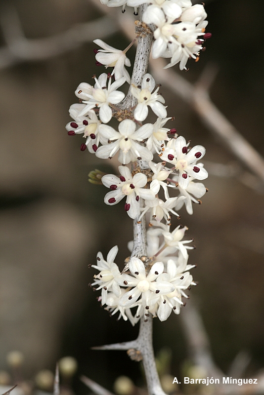Naturaleza Viva: Asparagus albus (L.) Fam: Asparagaceae