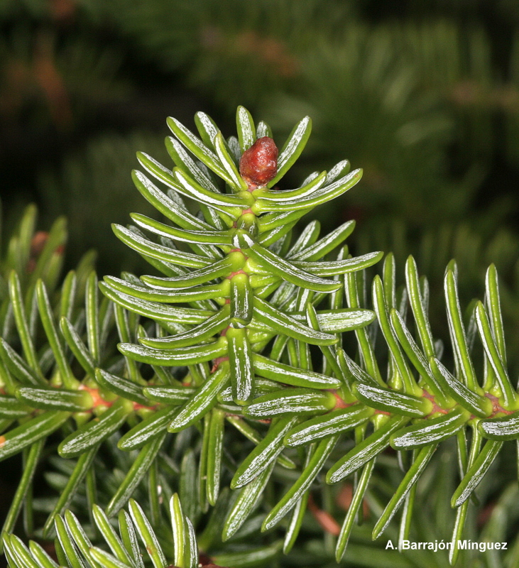 Naturaleza Viva: Abies pinsapo Boiss. Fam: Pinaceae