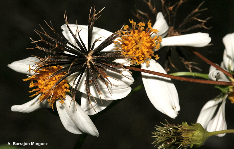 Naturaleza Viva: Bidens aurea (Aiton) Sherff Fam: Asteraceae