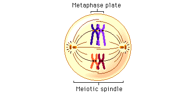 understand DNA: Meiosis