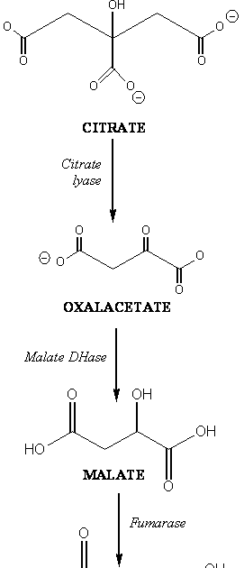 CheeseScience.net: Production of succinate from citrate by Lb. plantarum