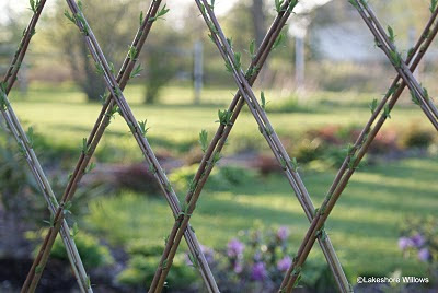 Willows: Living willow Fence + Hedge = Fedge