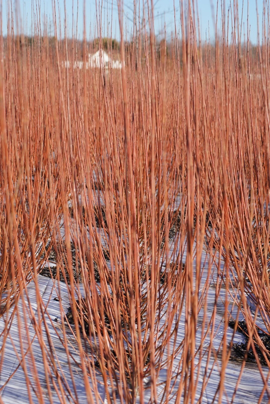 Willows: Salix x 'Flame' flaming in the November sun!