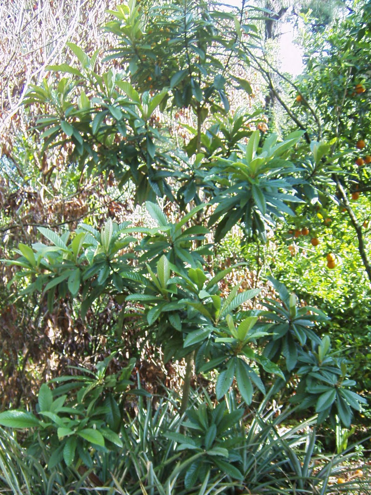 Garden Adventures: Loquat (Eriobotrya japonica)