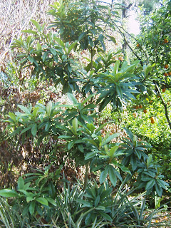 Garden Adventures: Loquat (Eriobotrya japonica)