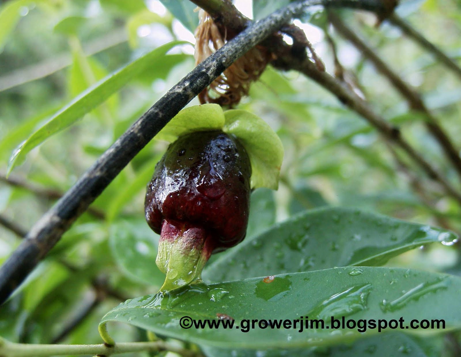 Garden Adventures: Cherry of the Rio Grande (Eugenia aggregata)