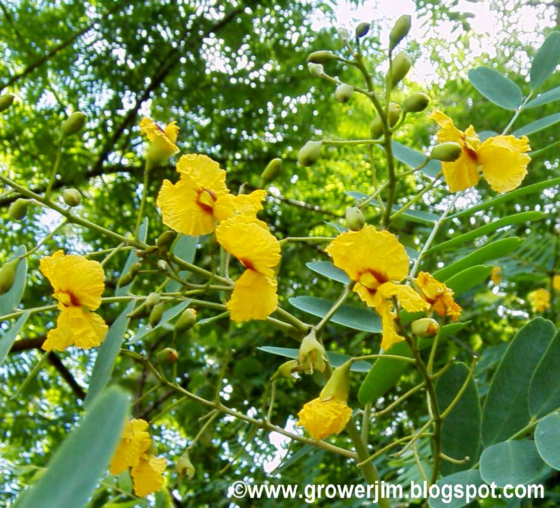 Garden Adventures: Tipuana tipu