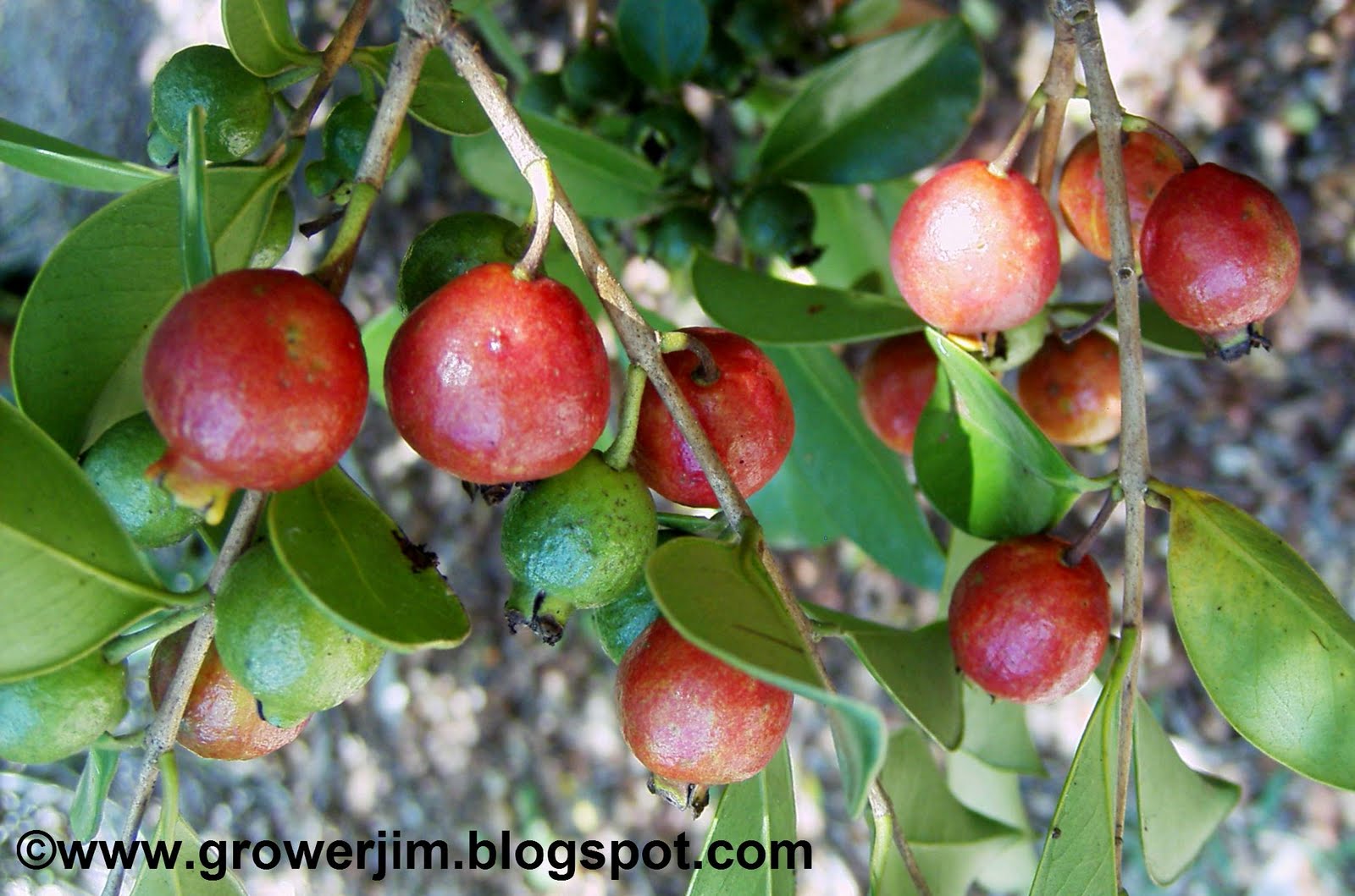 Psidium Cattleianum