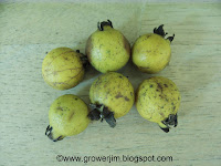 Garden Adventures: Cattley Guava (Psidium cattleianum)