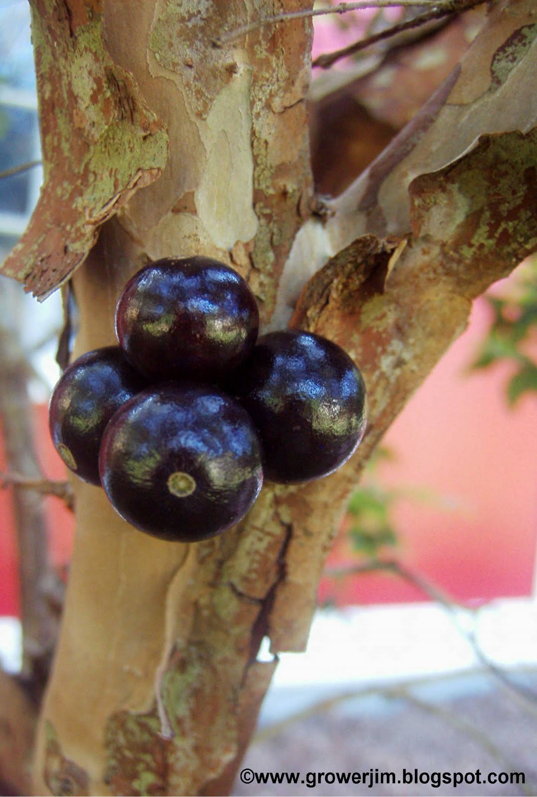 Garden Adventures: September 2010