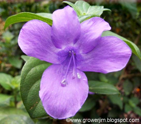 Garden Adventures: Barleria cristata (Philippine Violet)