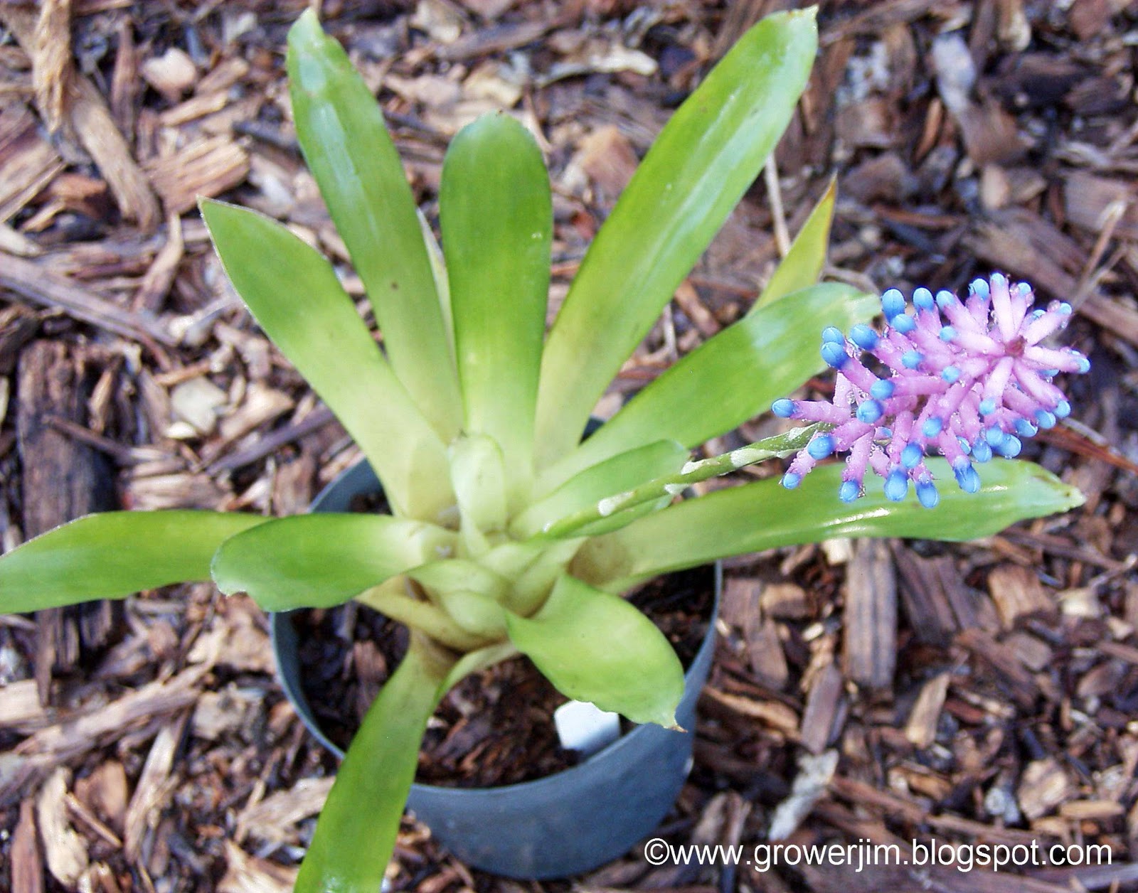 Garden Adventures: Aechmea gamosepala