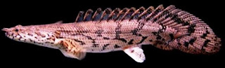 Polypterus