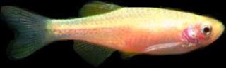 Danio