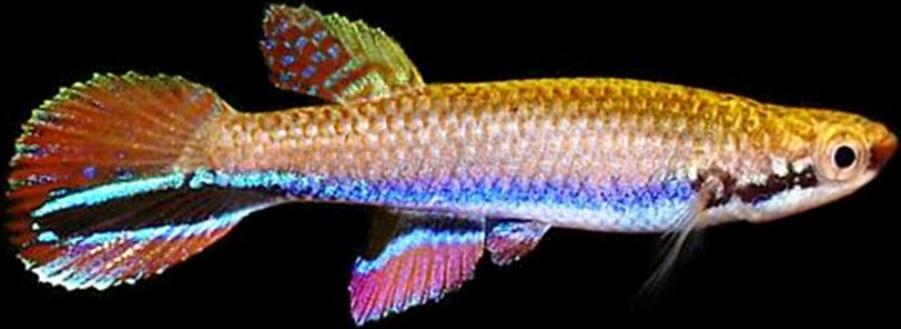 killifish