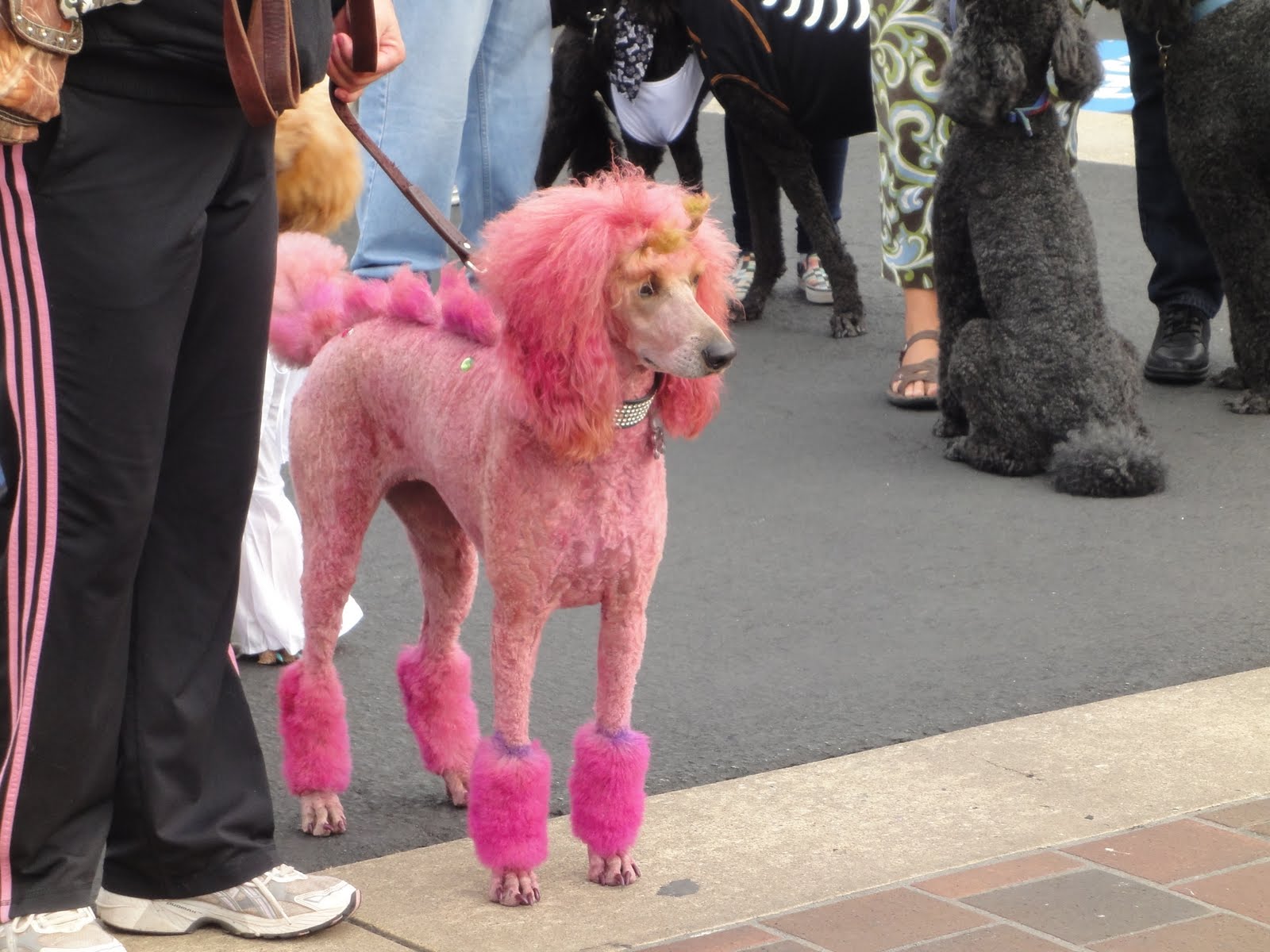 ArtsandCultureScene.com: Oodles of Poodles! The Poodle Parade! Carmel ...
