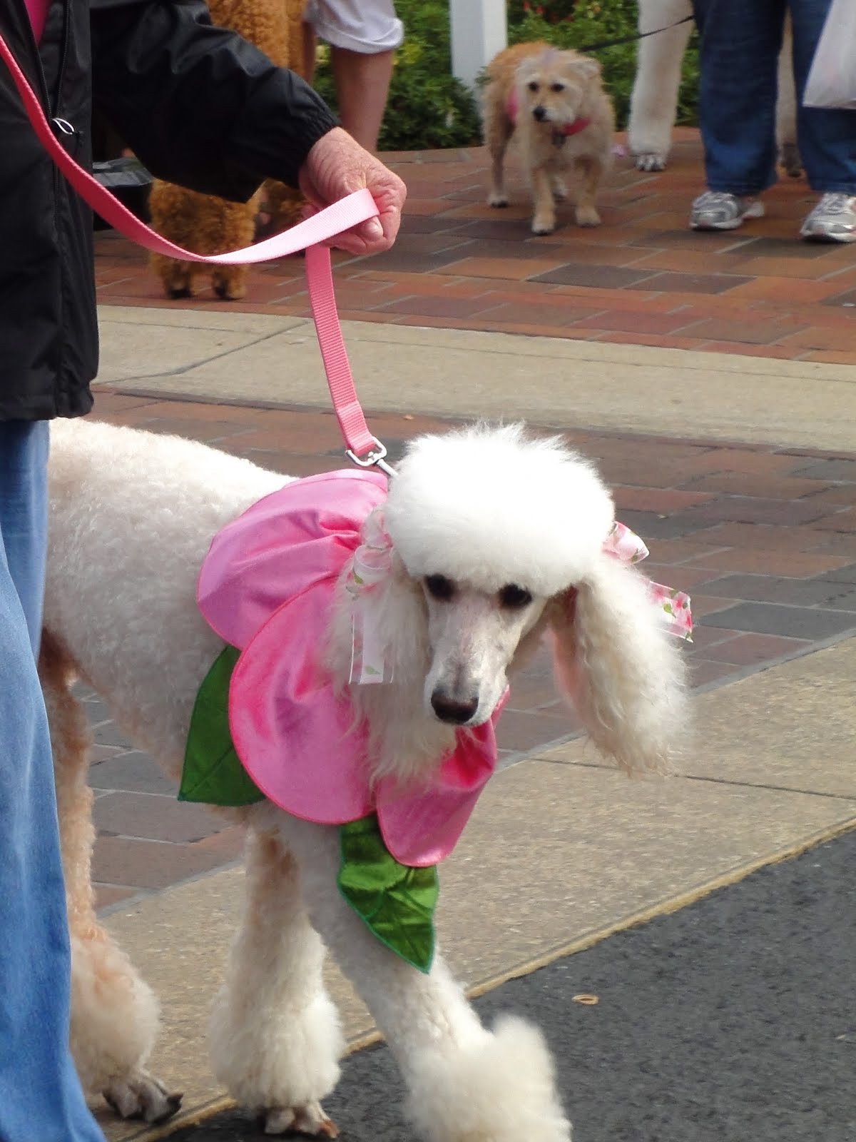 ArtsandCultureScene.com: Oodles of Poodles! The Poodle Parade! Carmel ...