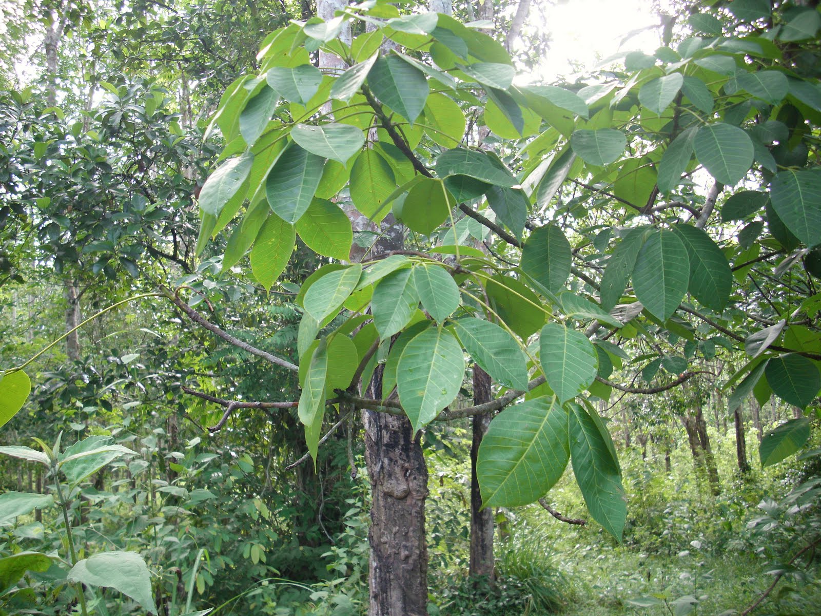 TERATAK IMPIAN BUKIT LALA: CIRI-CIRI KESEMPURNAAN POKOK GETAH