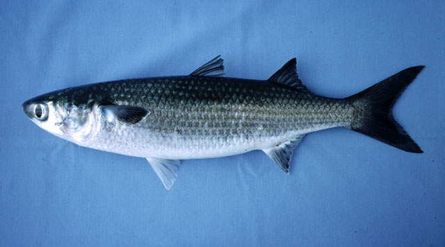 Karadenizdeki Baliklar