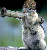 LOL SQUIRREL