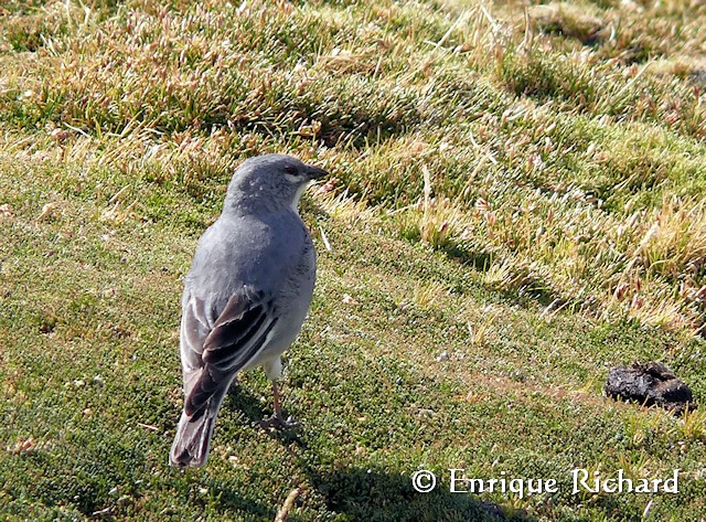 Ambiente y Biodiversidad de Chile: GALERIA: Diuca speculifera ...