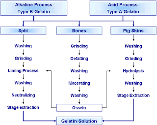 Pharma Info: What is Gelatin?