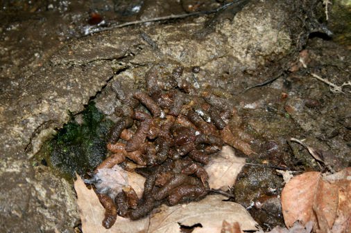 The Öko Box: Poop In The Water: A Gravity Fed Spring