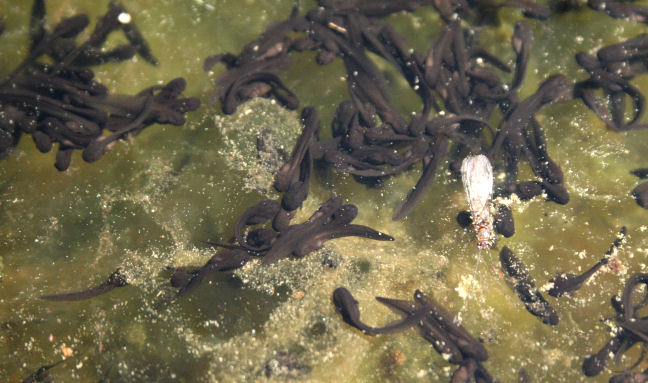 The Öko Box: (Partial) Life Cycle Of The Tadpole