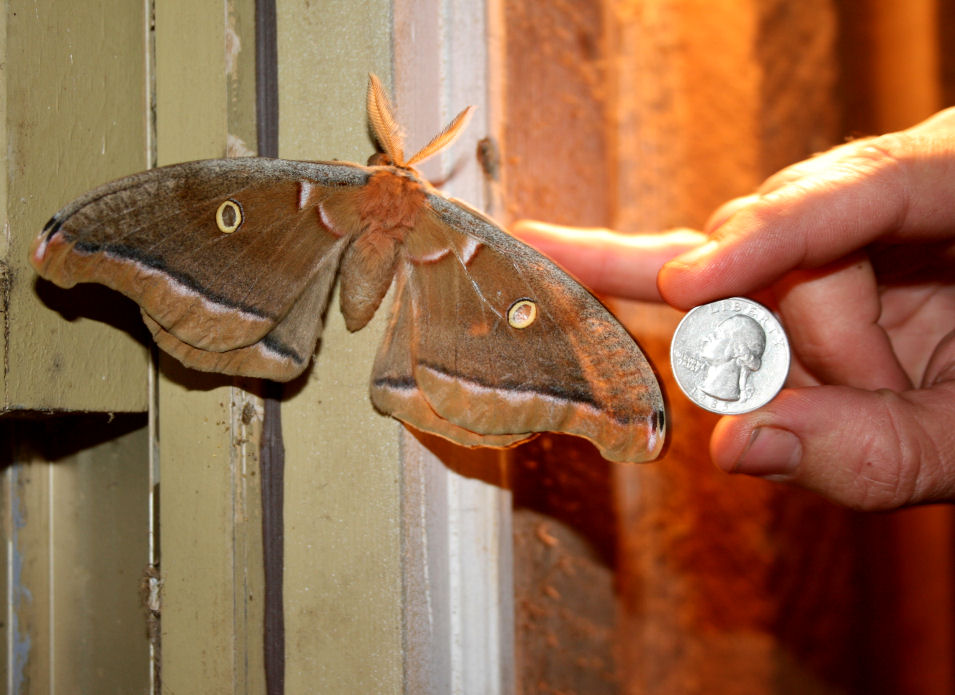 The Öko Box: Large Brown Fuzzy 'Owl Eye' Moth