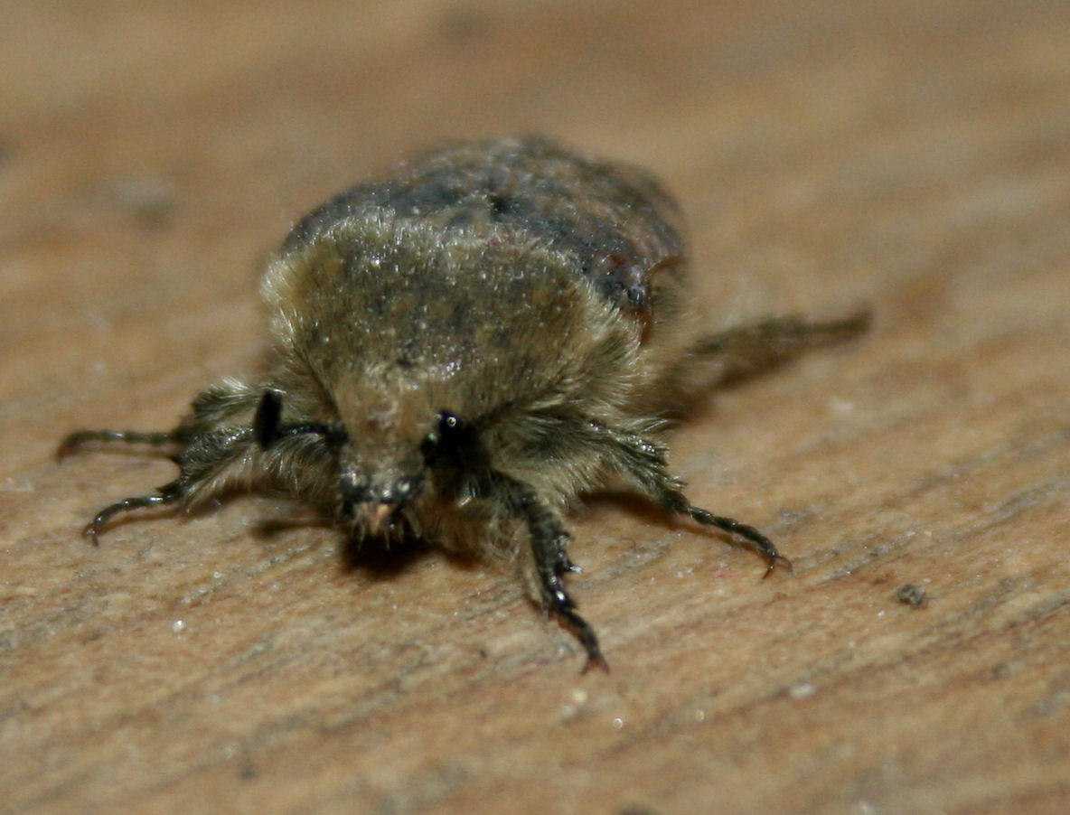 The Öko Box: Fuzzy, Hairy, Gold Brown and Black Beetle