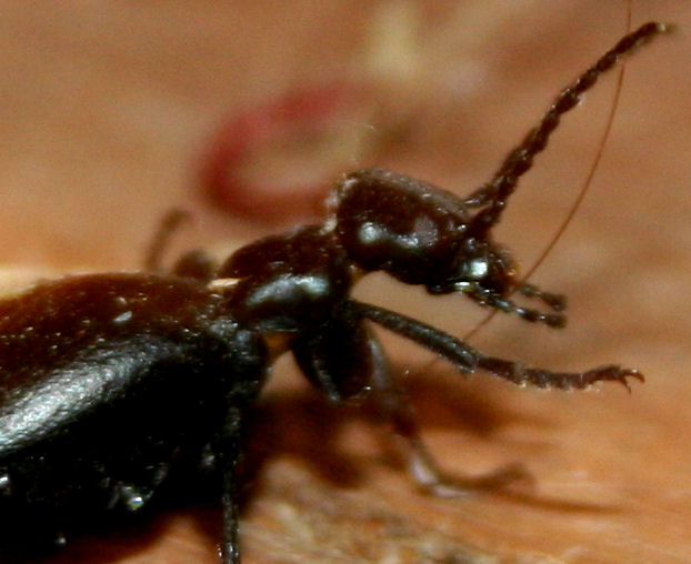 The Öko Box: Ant Headed Black Beetle-ish Bug