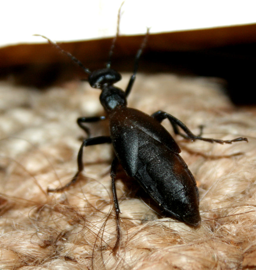 The Öko Box: Ant Headed Black Beetle-ish Bug