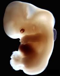 *making life; My Pregnancy Blog: 7 weeks & 4 days...Saw my baby today ...