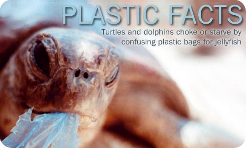 How Can Humans Reuse and Reduce Plastic?: Think About the True Cost of ...