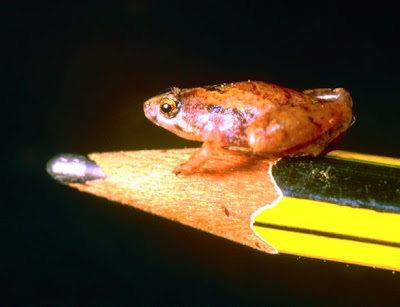 The World's Smallest Frog | noEnigma