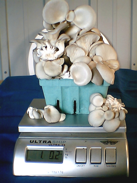 Willow Mountain Mushrooms ~ Shroom Shack: Mushroom Kits and Instructions